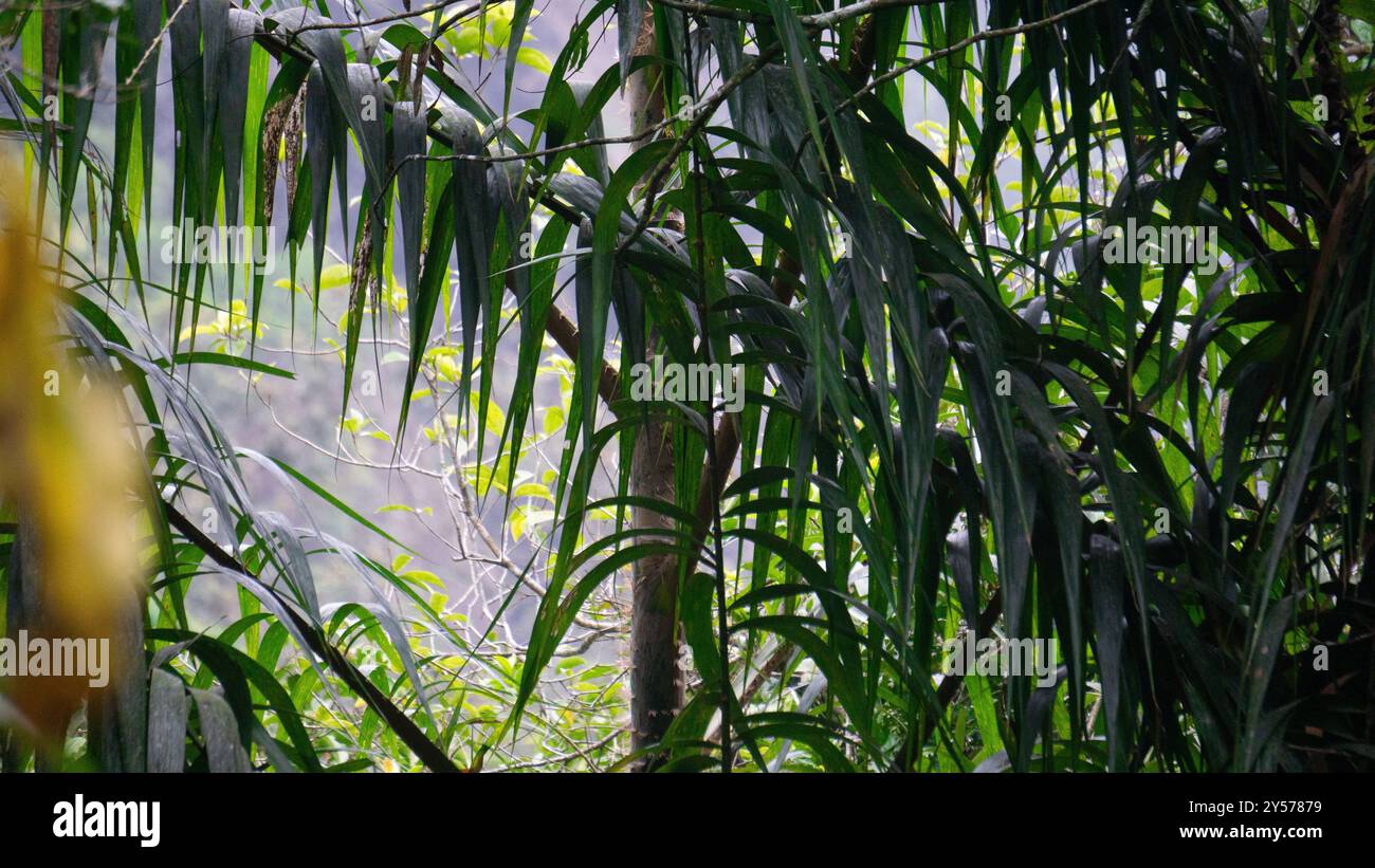 Rattan tree in the jungle. Rattan were also historically known as ...