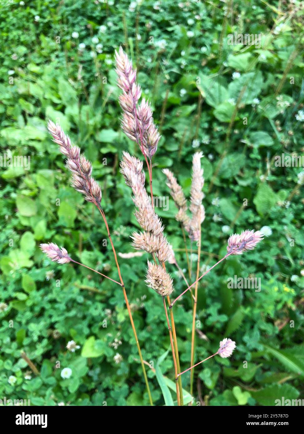 orchard grass (Dactylis glomerata) Plantae Stock Photo - Alamy