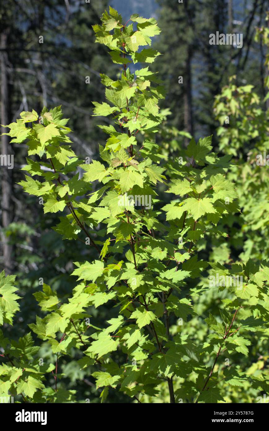 Rocky Mountain maple (Acer glabrum) Plantae Stock Photo - Alamy