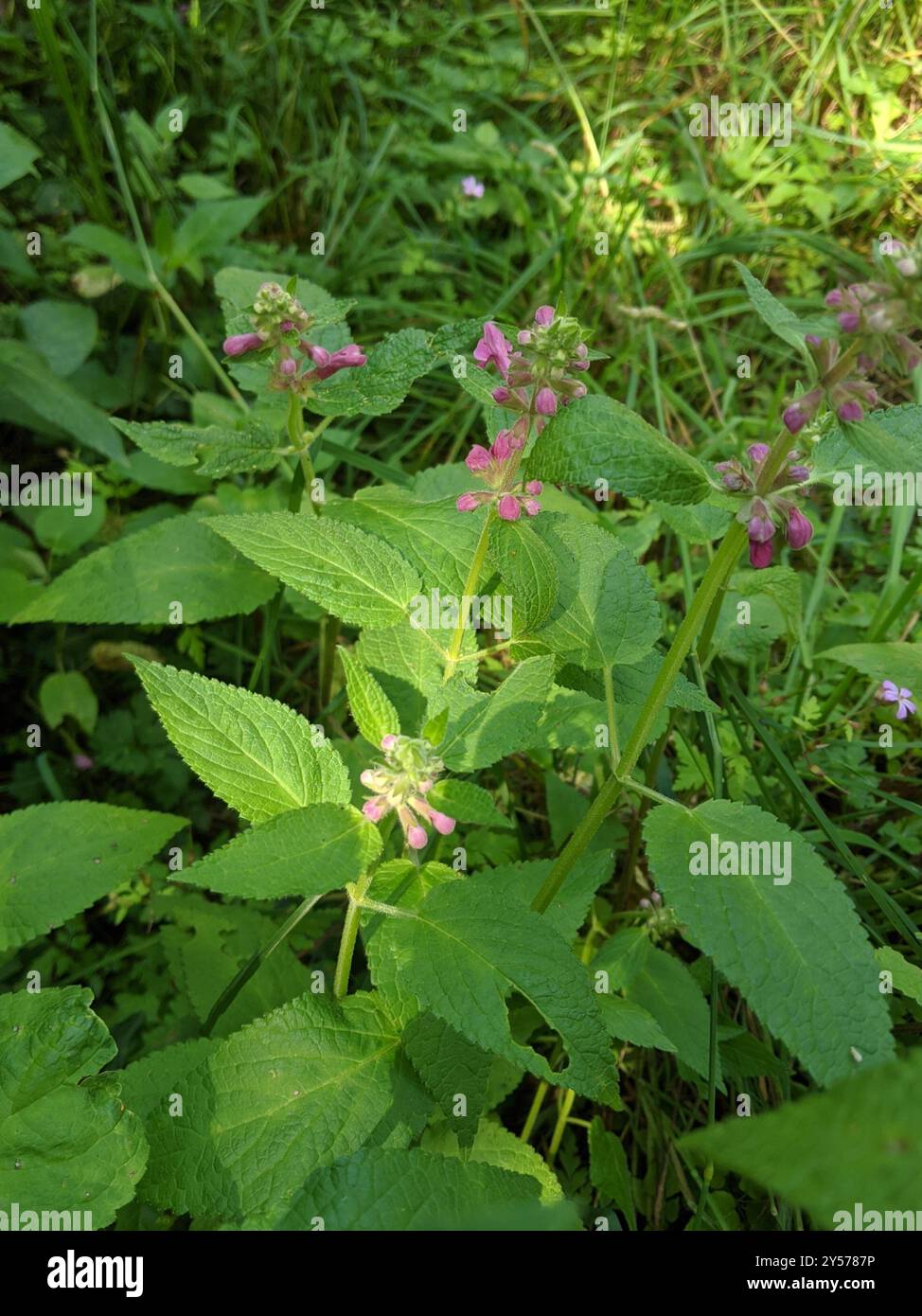 Coastal Hedge-nettle (Stachys chamissonis) Plantae Stock Photo - Alamy