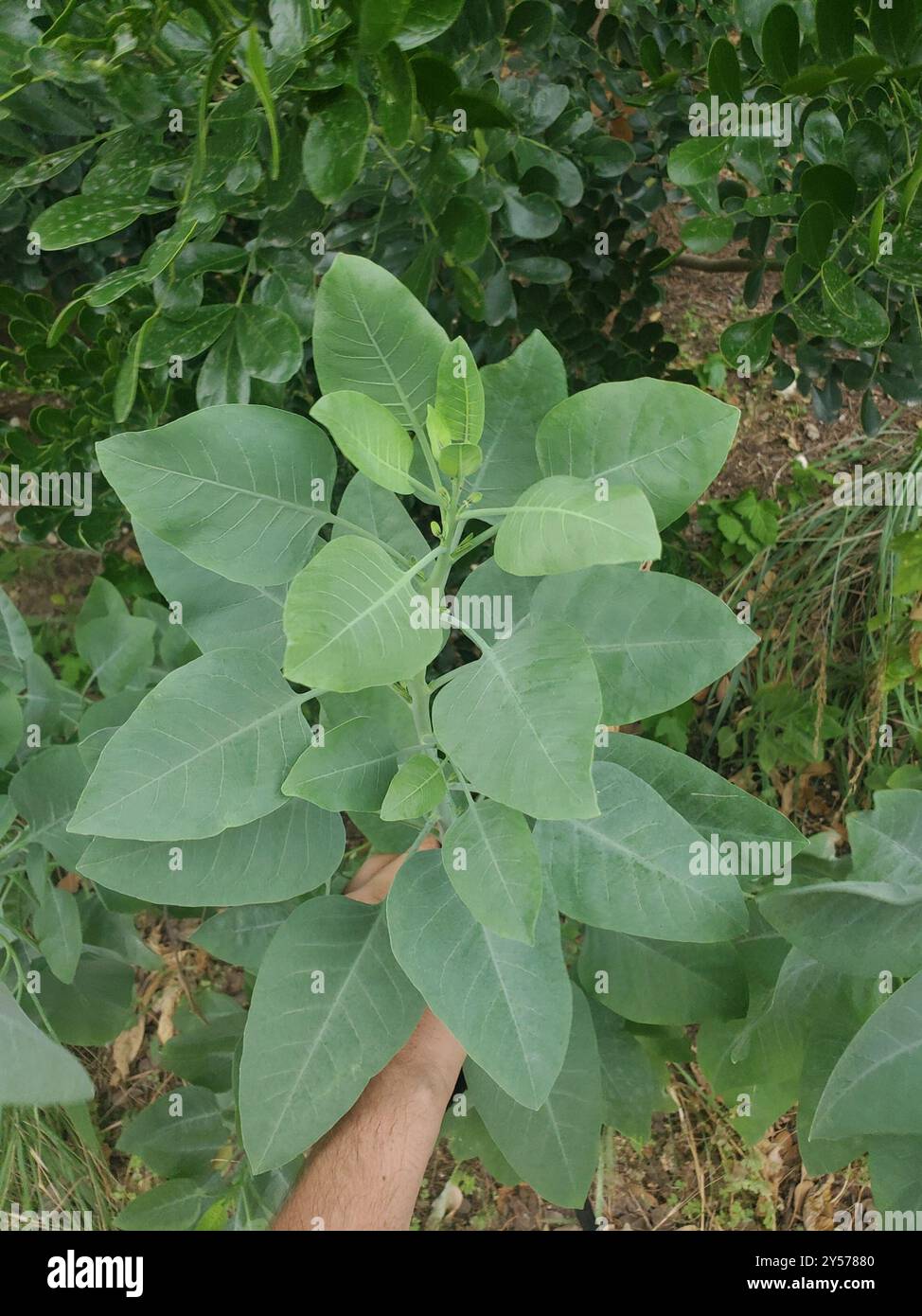 tree tobacco (Nicotiana glauca) Plantae Stock Photo - Alamy