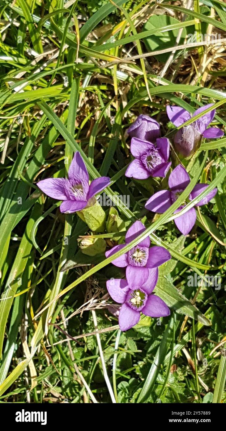 dwarf gentians (Gentianella) Plantae Stock Photo - Alamy