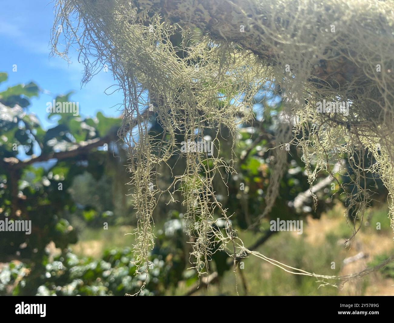 Witch's Hair (Alectoria sarmentosa) Fungi Stock Photo - Alamy