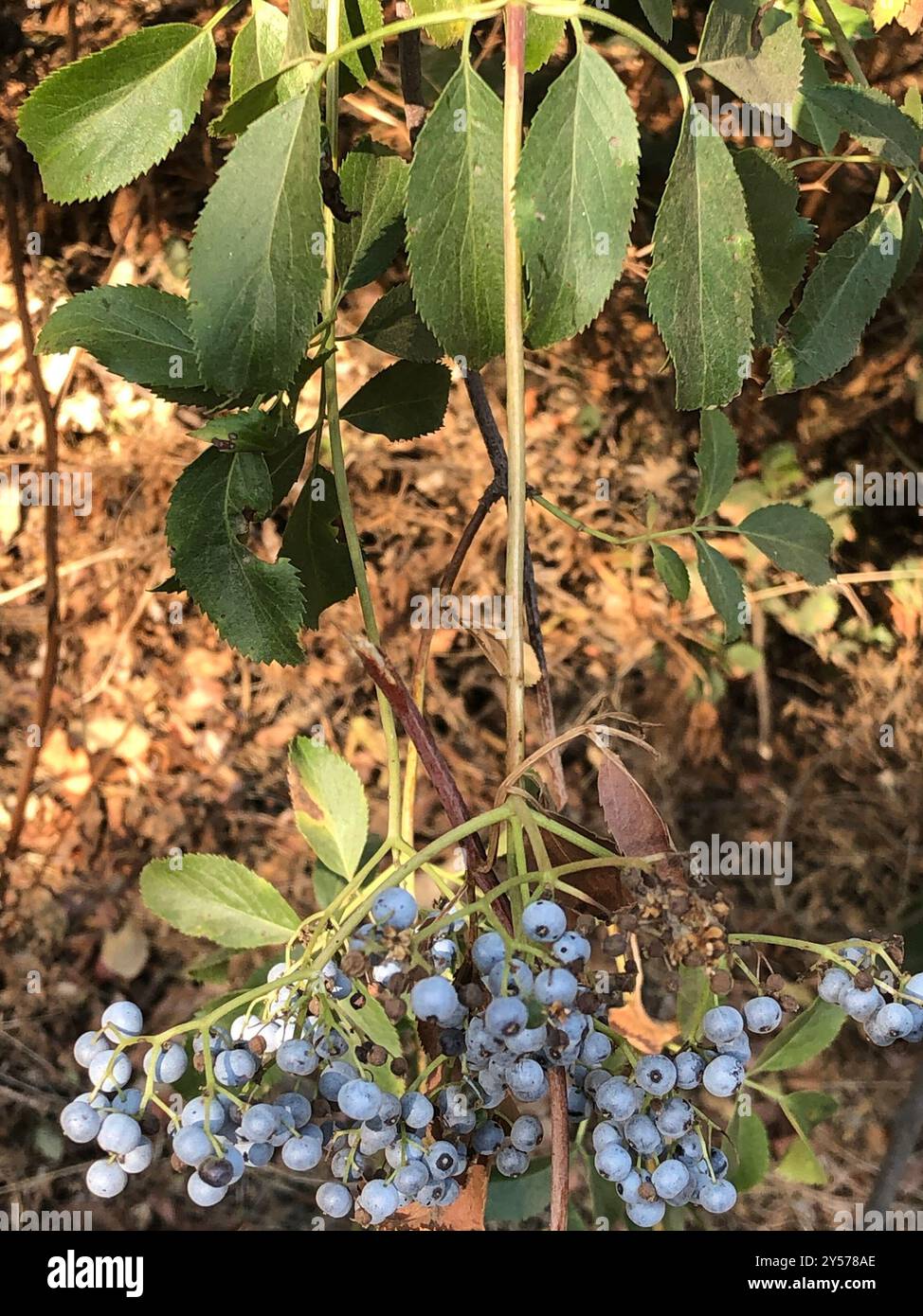 blue elder (Sambucus cerulea) Plantae Stock Photo - Alamy
