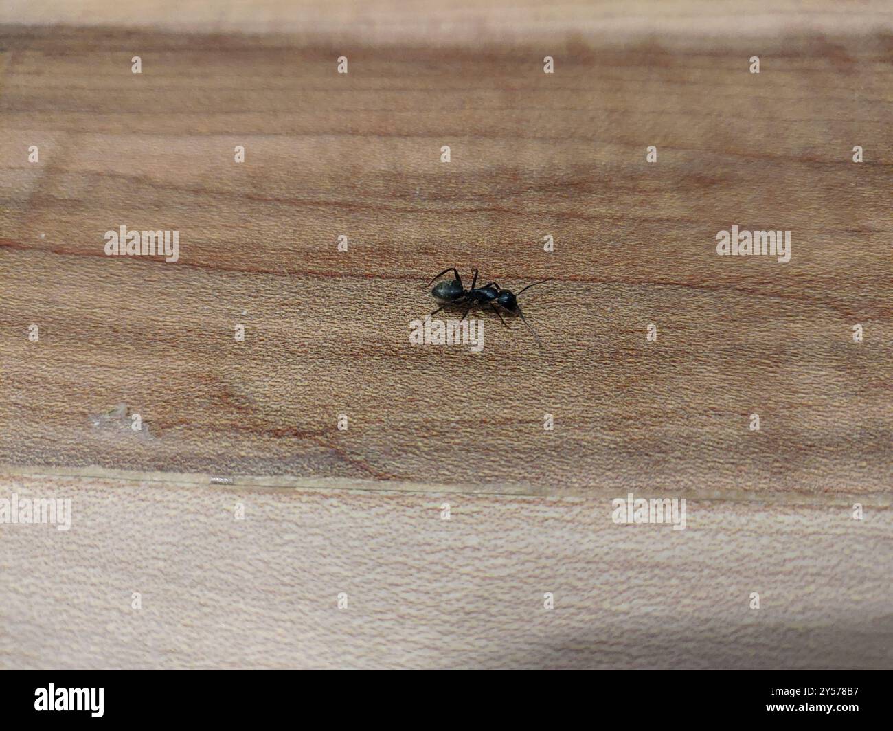 Eastern Black Carpenter Ant (Camponotus pennsylvanicus) Insecta Stock ...