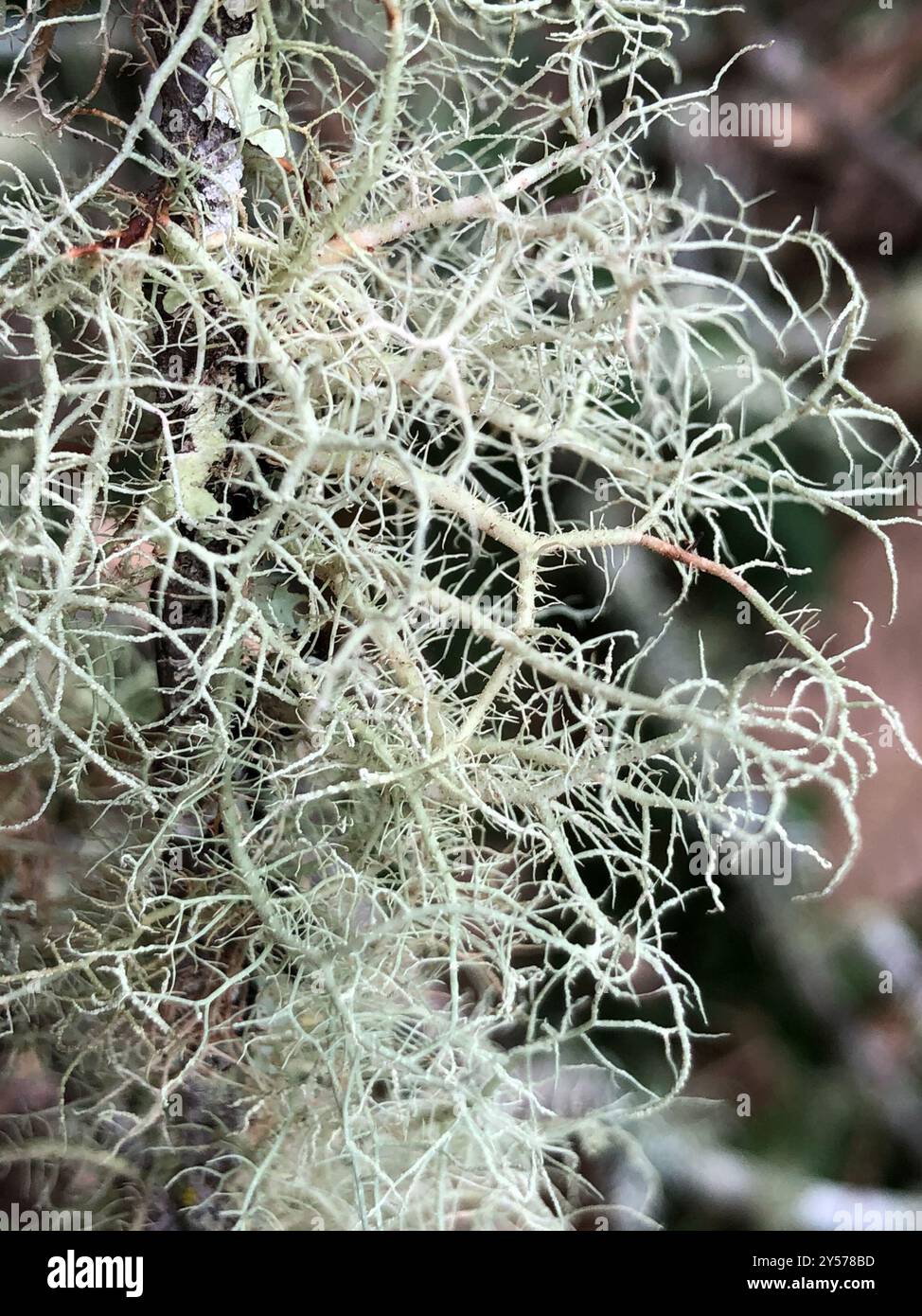 beard lichens (Usnea) Fungi Stock Photo - Alamy