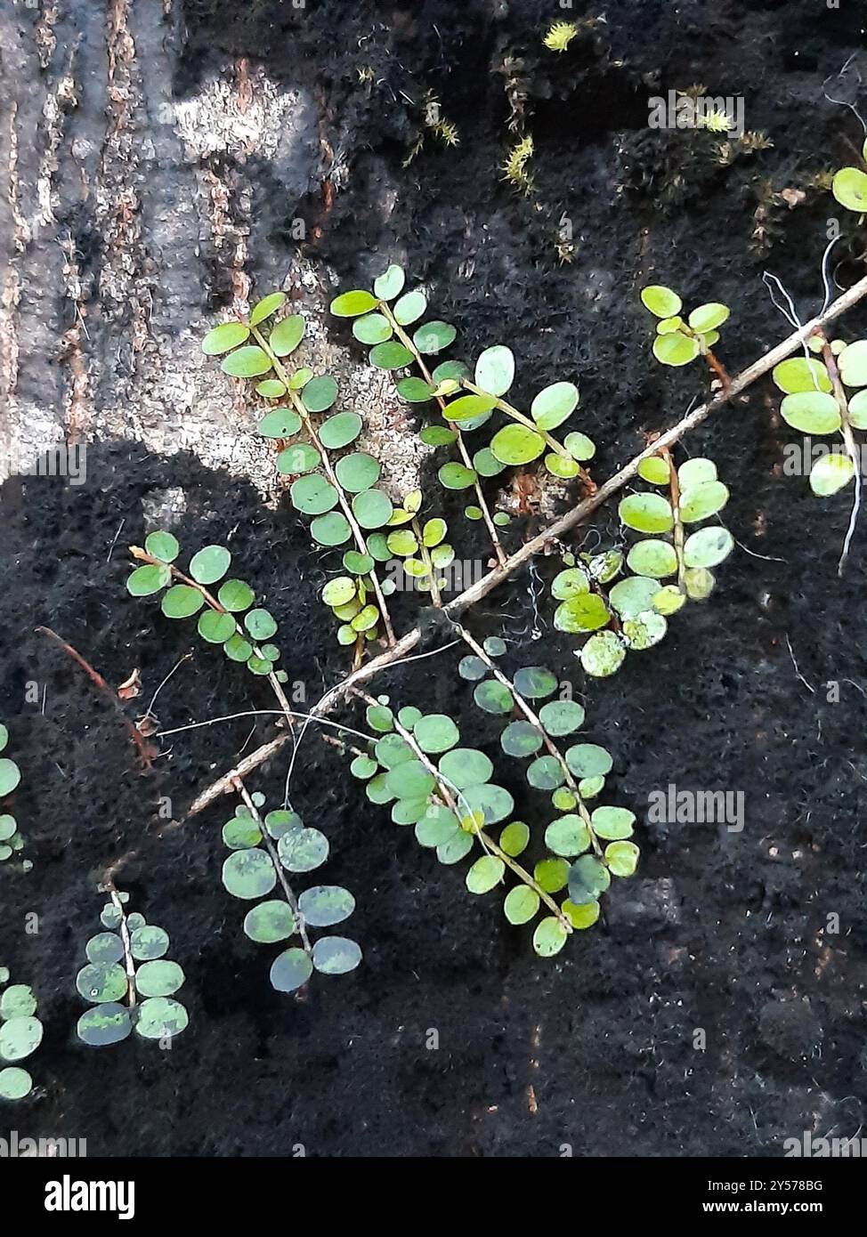 white climbing rātā (Metrosideros diffusa) Plantae Stock Photo - Alamy