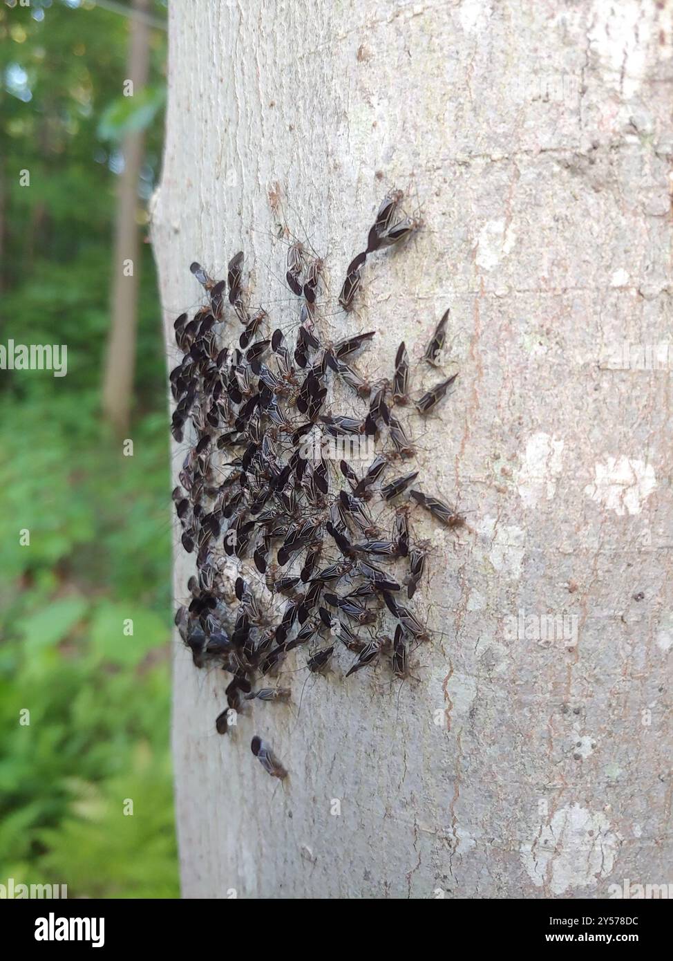 Tree Cattle (Cerastipsocus venosus) Insecta Stock Photo - Alamy