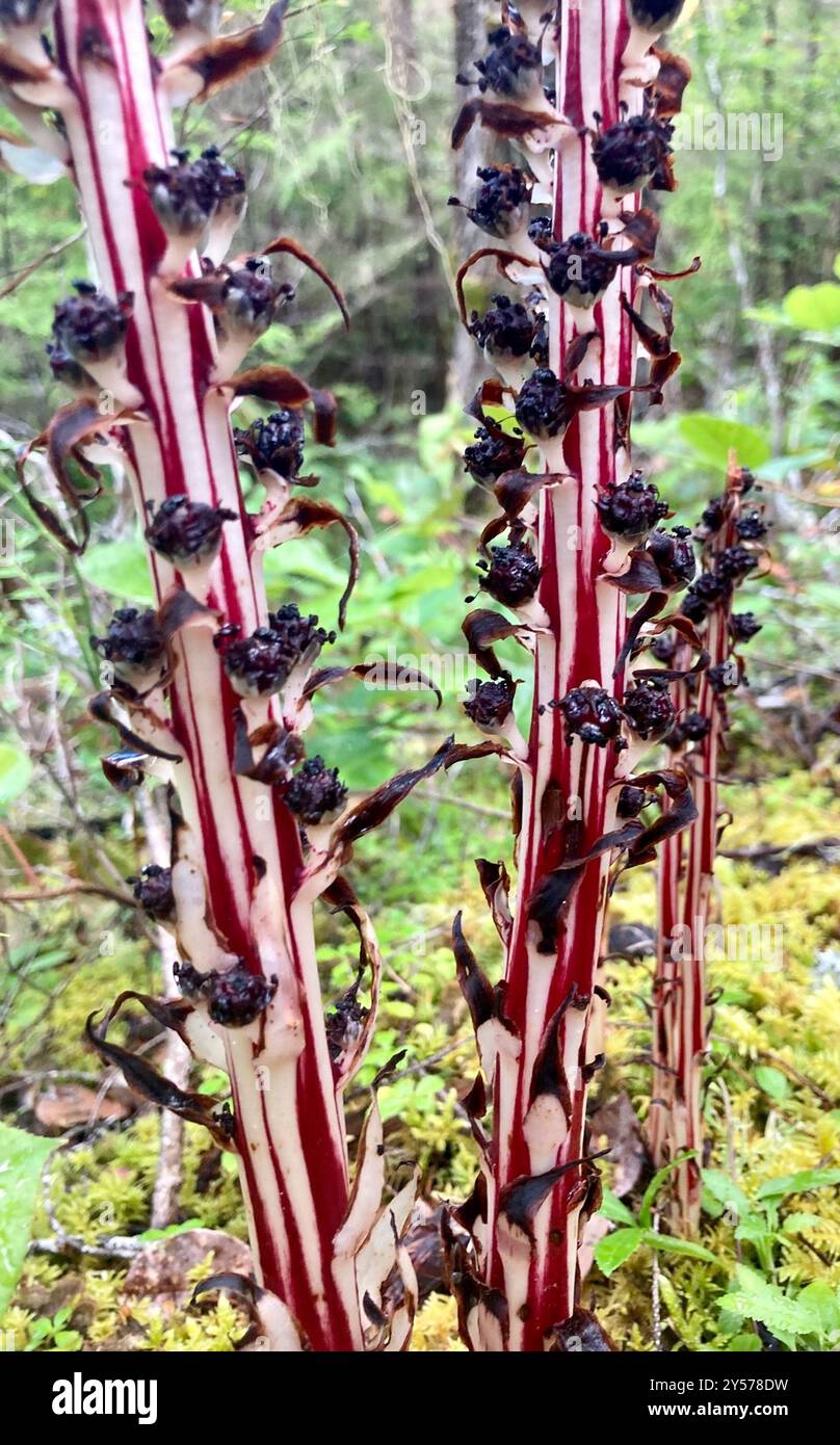 sugarstick (Allotropa virgata) Plantae Stock Photo - Alamy