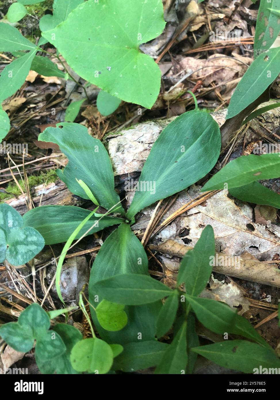 devil's bit (Chamaelirium luteum) Plantae Stock Photo - Alamy