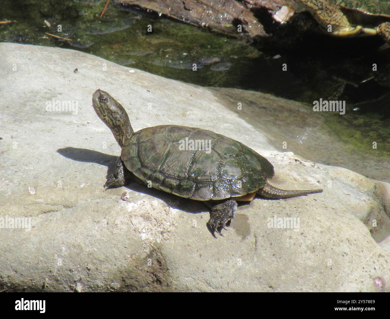 Western Pond Turtle (Actinemys marmorata) Reptilia Stock Photo - Alamy
