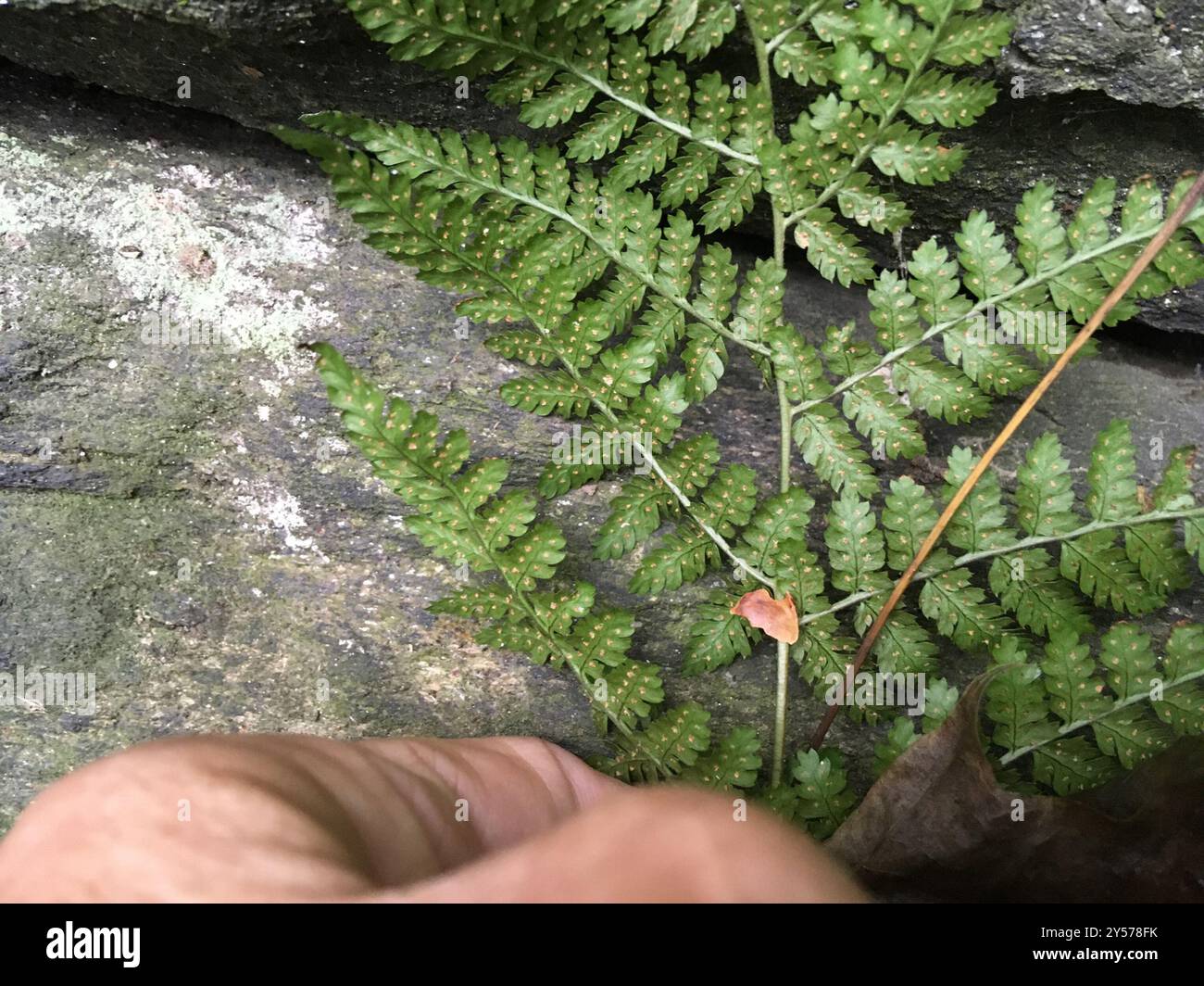 intermediate wood fern (Dryopteris intermedia) Plantae Stock Photo - Alamy