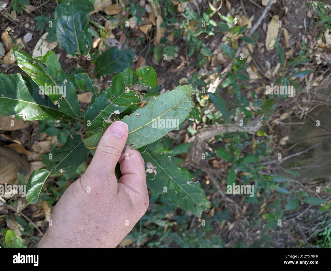 White Walnut (Cryptocarya obovata) Plantae Stock Photo - Alamy