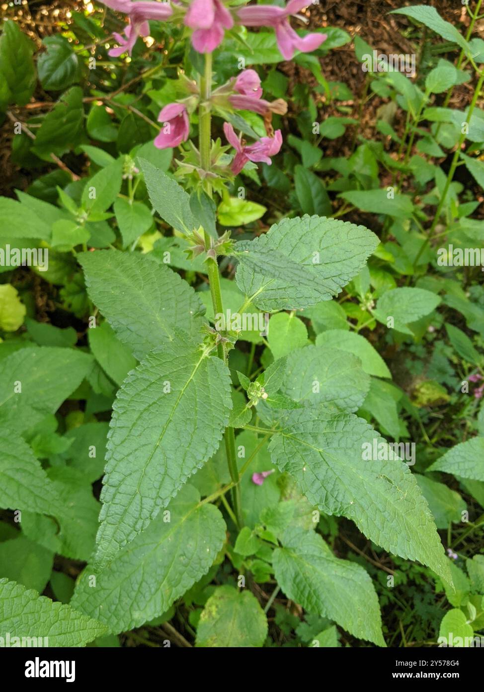 Coastal Hedge-nettle (Stachys chamissonis) Plantae Stock Photo - Alamy