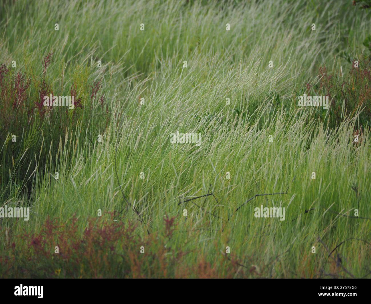 seashore dropseed (Sporobolus virginicus) Plantae Stock Photo - Alamy