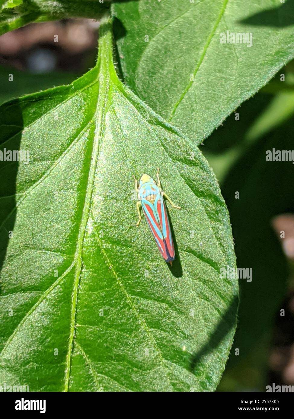 Red-banded Leafhopper (Graphocephala coccinea) Insecta Stock Photo - Alamy