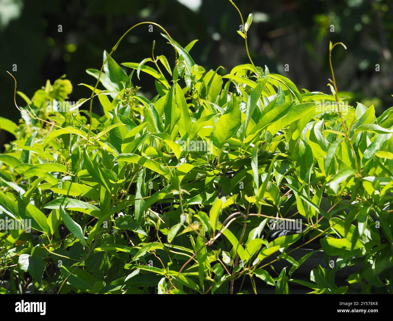 skunk vine (Paederia foetida) Plantae Stock Photo - Alamy