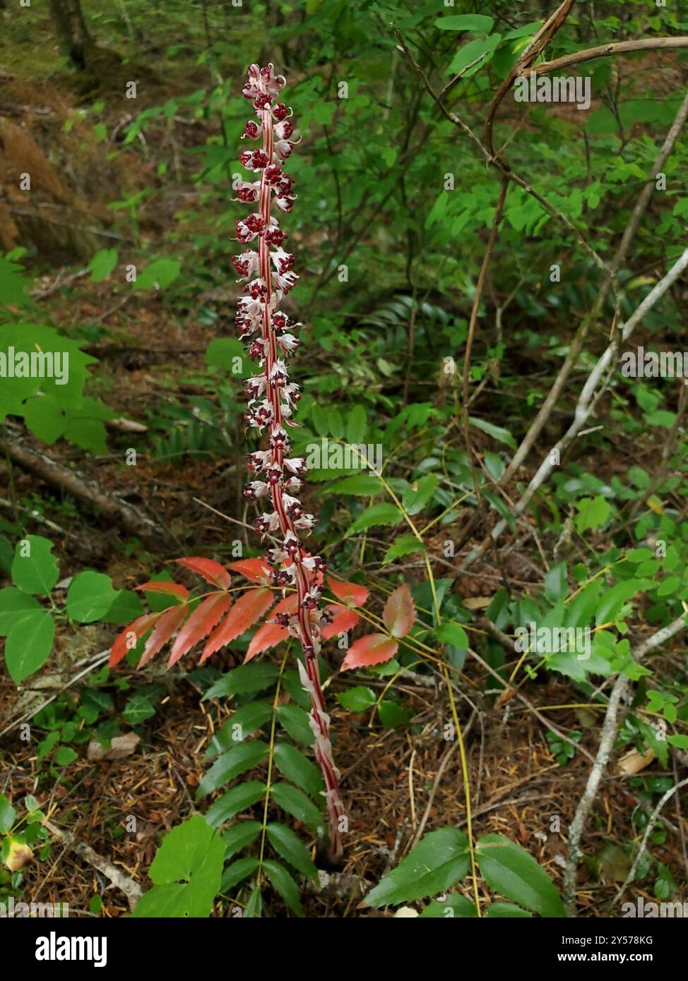 sugarstick (Allotropa virgata) Plantae Stock Photo - Alamy