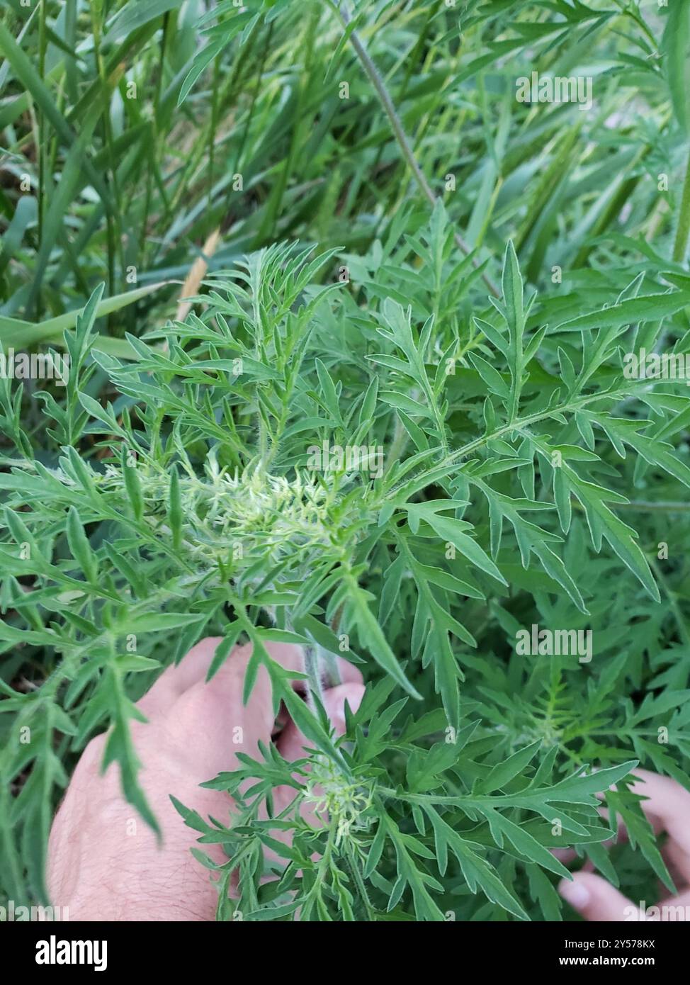 common ragweed (Ambrosia artemisiifolia) Plantae Stock Photo - Alamy