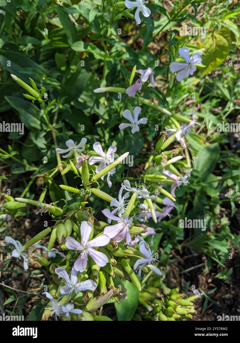 common soapwort (Saponaria officinalis) Plantae Stock Photo - Alamy