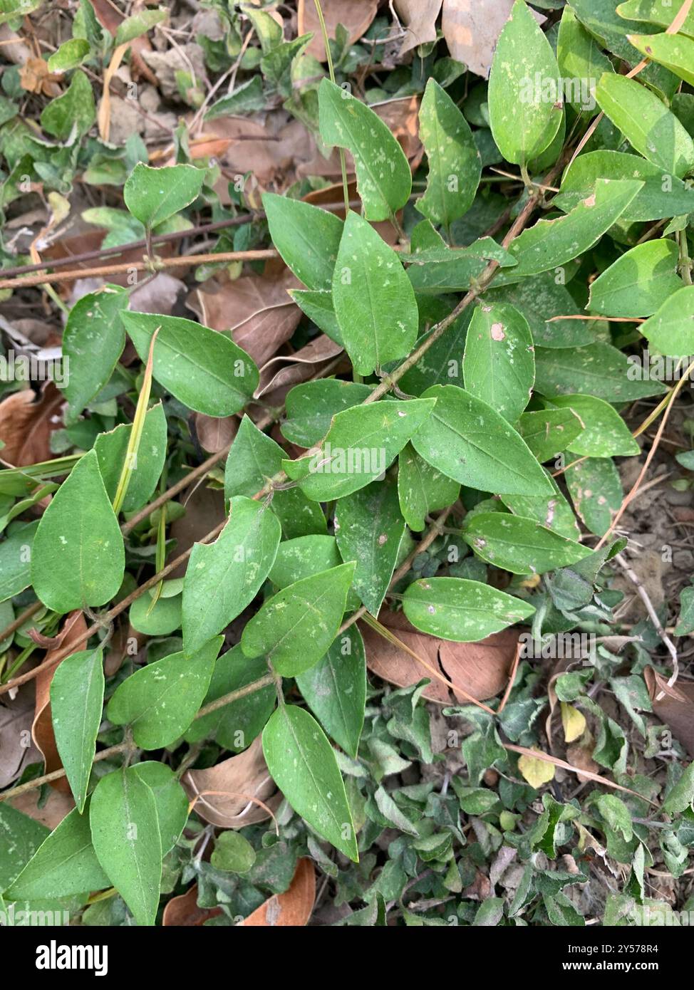 skunk vine (Paederia foetida) Plantae Stock Photo - Alamy