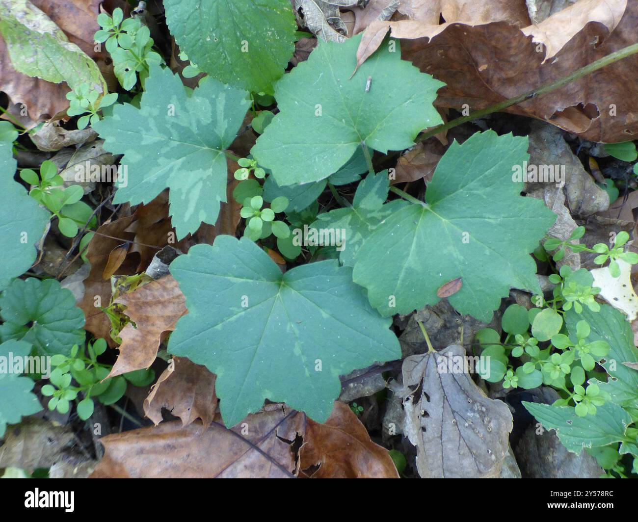 Broad-leaf Waterleaf (Hydrophyllum canadense) Plantae Stock Photo - Alamy
