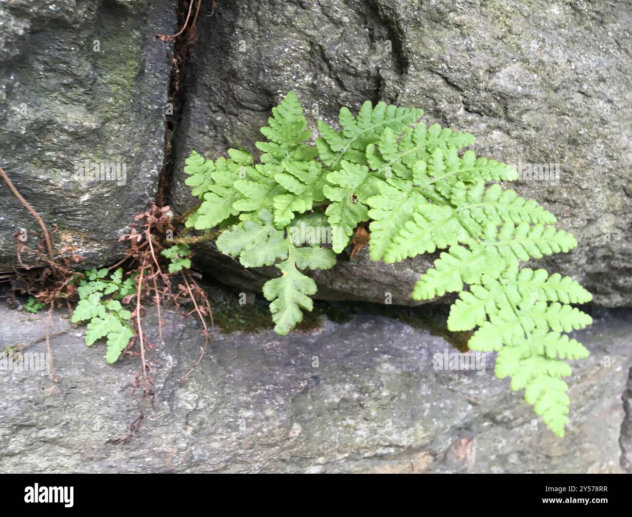 ferns (Polypodiopsida) Plantae Stock Photo - Alamy