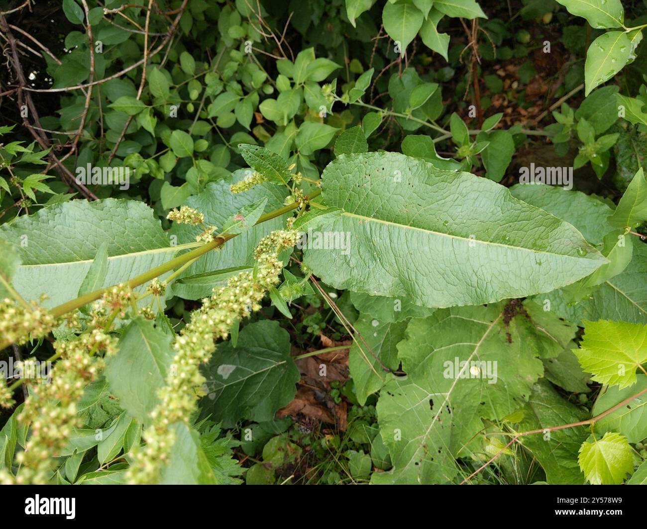 willow dock (Rumex salicifolius) Plantae Stock Photo - Alamy