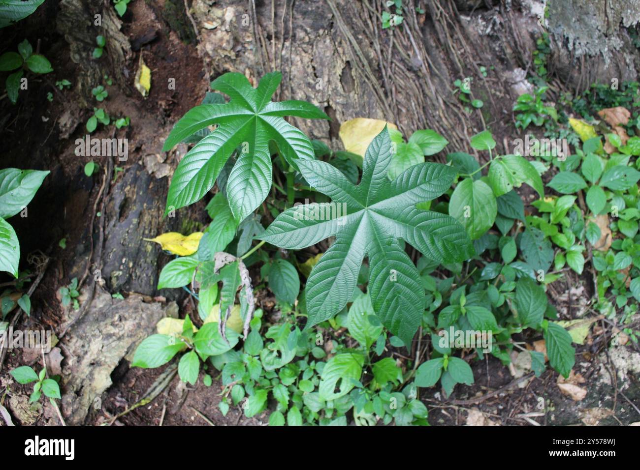 trumpet-tree (Cecropia obtusifolia) Plantae Stock Photo - Alamy