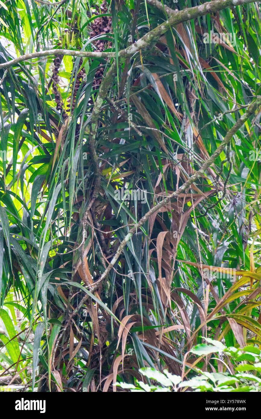 Rattan tree in the jungle. Rattan were also historically known as ...