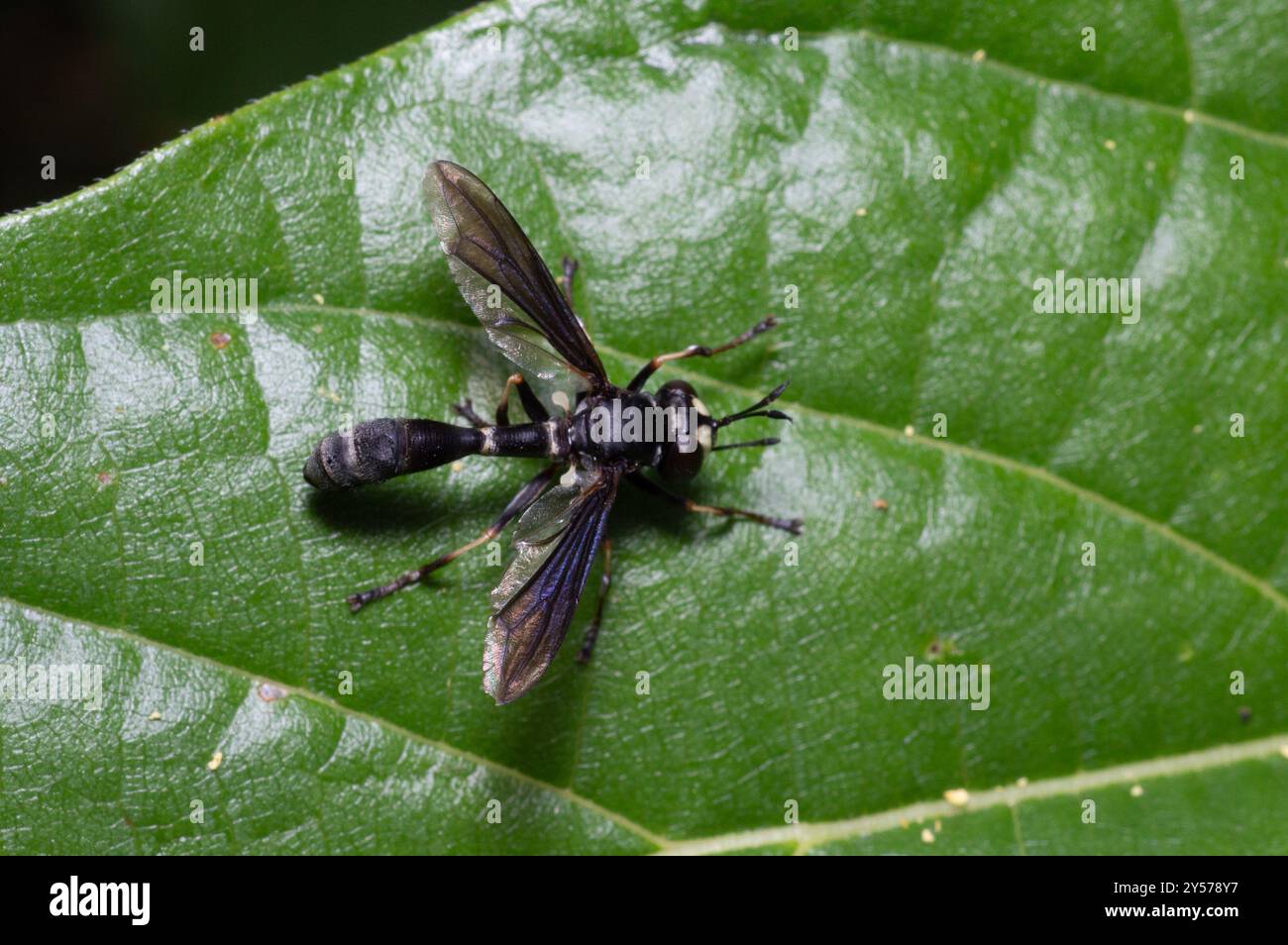 (Physocephala tibialis) Insecta Stock Photo - Alamy