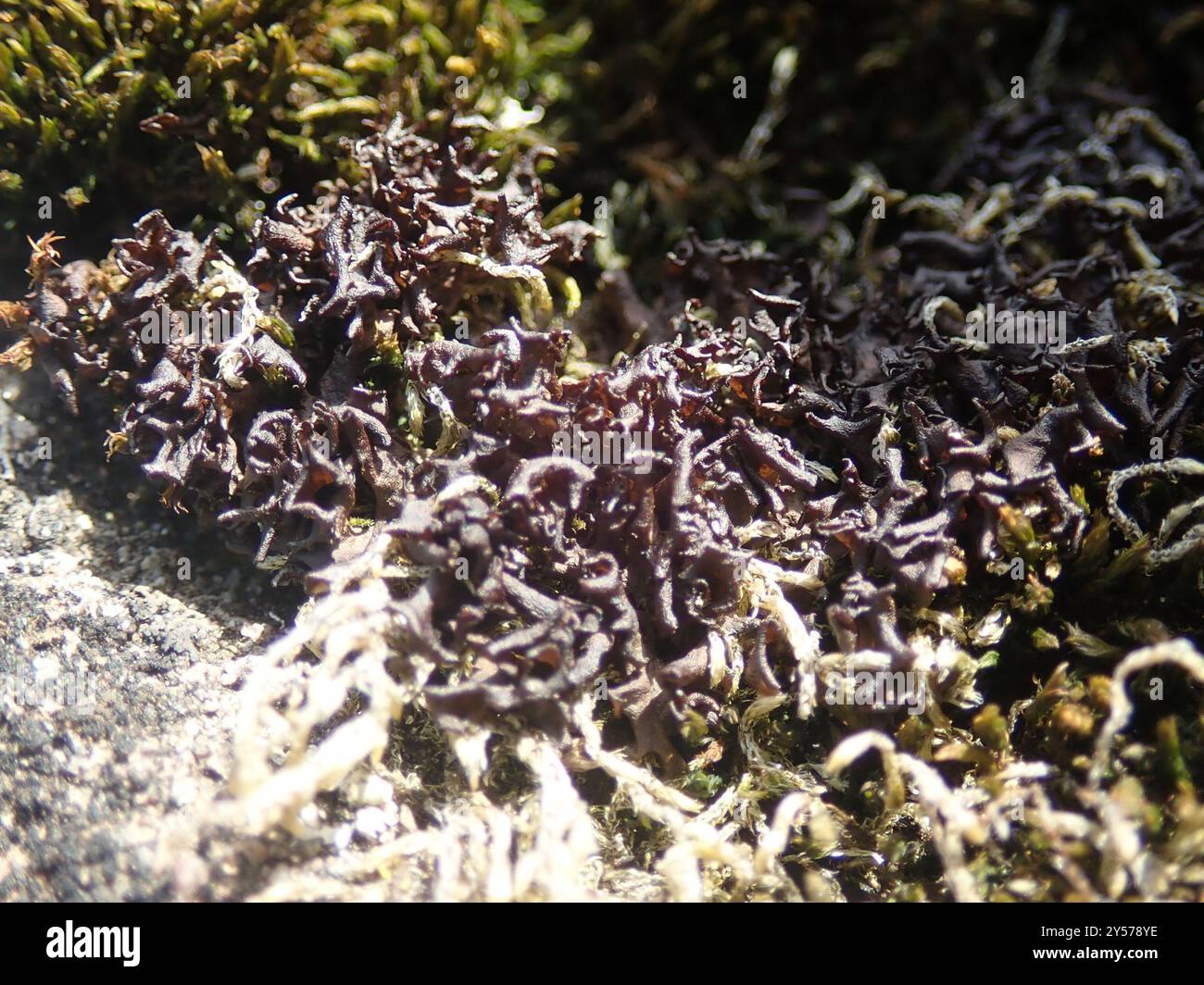 Antlered Jellyskin Lichen (Scytinium palmatum) Fungi Stock Photo - Alamy