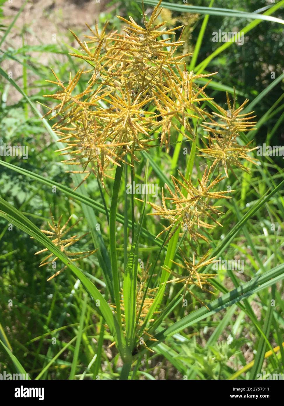 yellow nutsedge (Cyperus esculentus) Plantae Stock Photo - Alamy