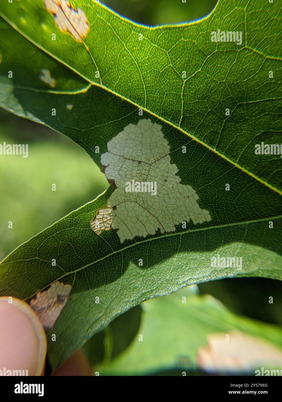 Oak Skeletonizer Moth (Bucculatrix ainsliella) Insecta Stock Photo - Alamy