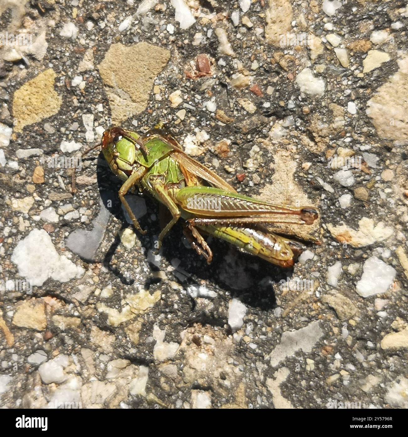 Meadow Grasshopper (Pseudochorthippus parallelus) Insecta Stock Photo ...