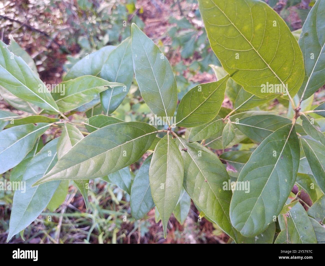 Swamp Bay (Persea palustris) Plantae Stock Photo - Alamy
