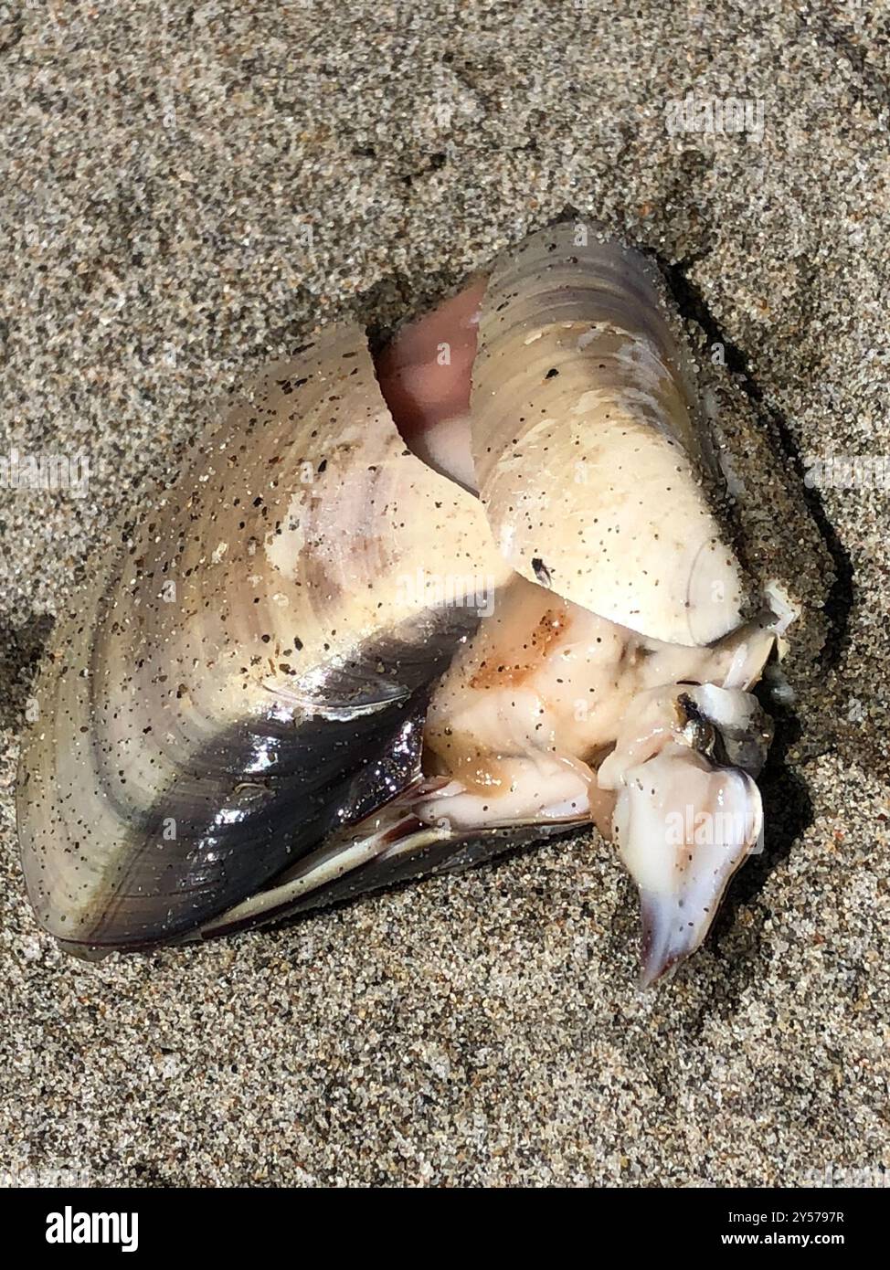 Pismo Clam (Tivela stultorum) Mollusca Stock Photo - Alamy