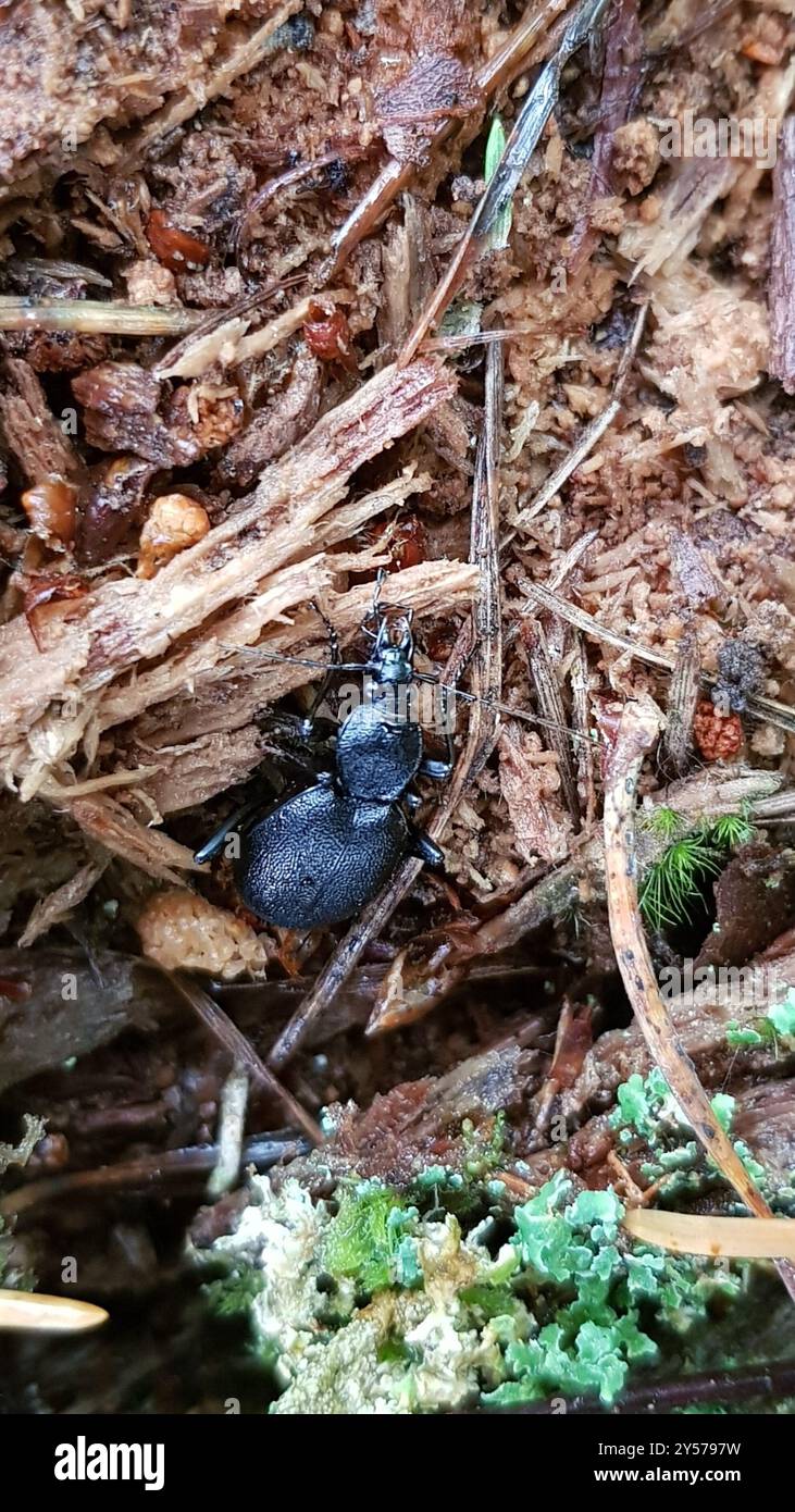 Snail Hunter (Cychrus caraboides) Insecta Stock Photo - Alamy