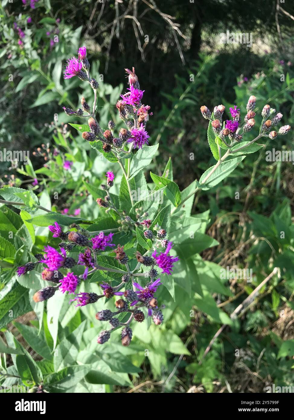 Western Ironweed (Vernonia baldwinii) Plantae Stock Photo - Alamy