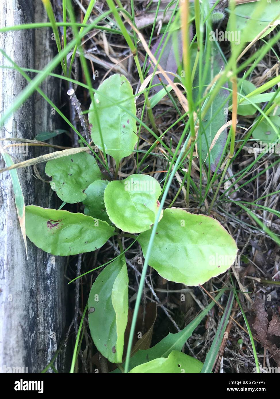 shinleaf (Pyrola elliptica) Plantae Stock Photo - Alamy