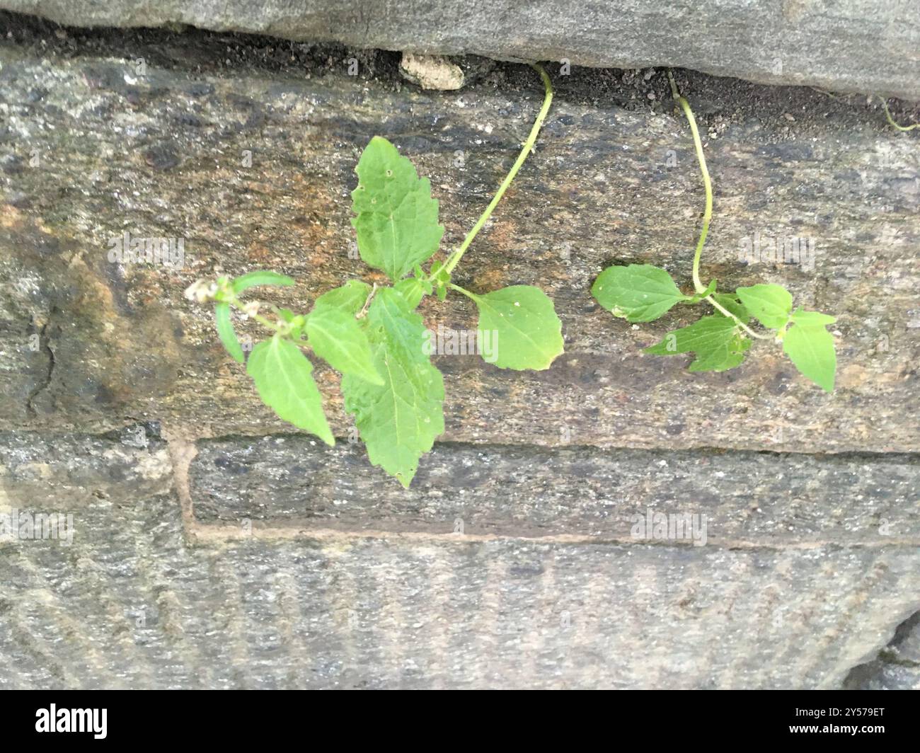 shaggy soldier (Galinsoga quadriradiata) Plantae Stock Photo - Alamy