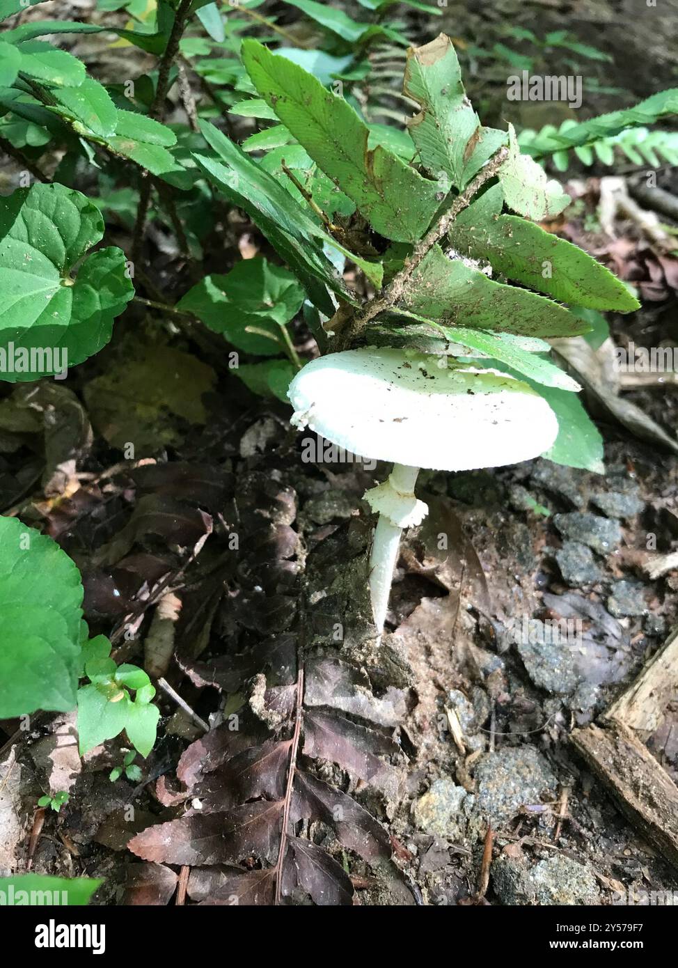 Eastern North American Destroying Angel (Amanita bisporigera) Fungi ...