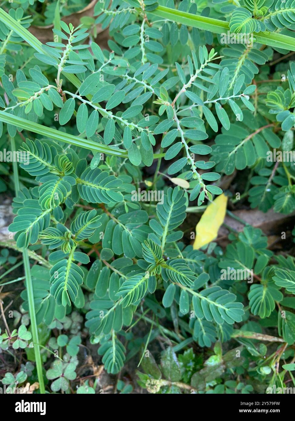 Chamberbitter (Phyllanthus urinaria) Plantae Stock Photo - Alamy