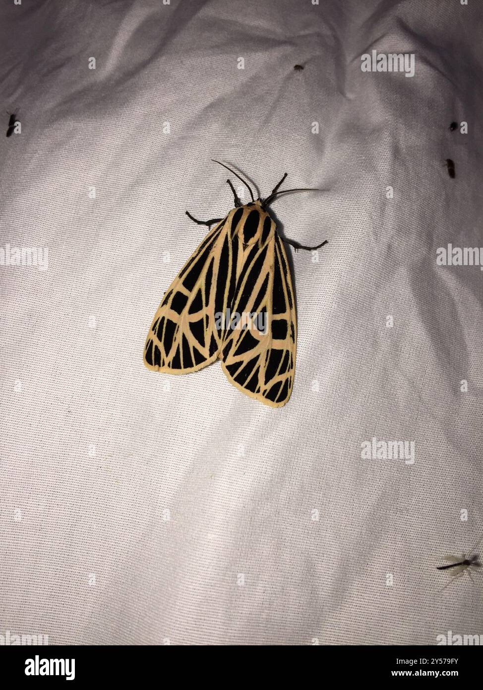 Virgin Tiger Moth (Apantesis virgo) Insecta Stock Photo - Alamy