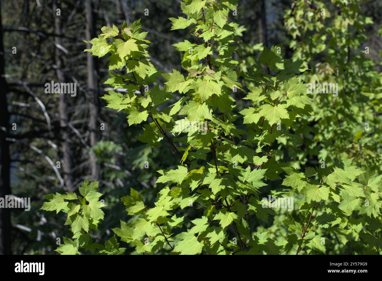 Rocky Mountain maple (Acer glabrum) Plantae Stock Photo - Alamy