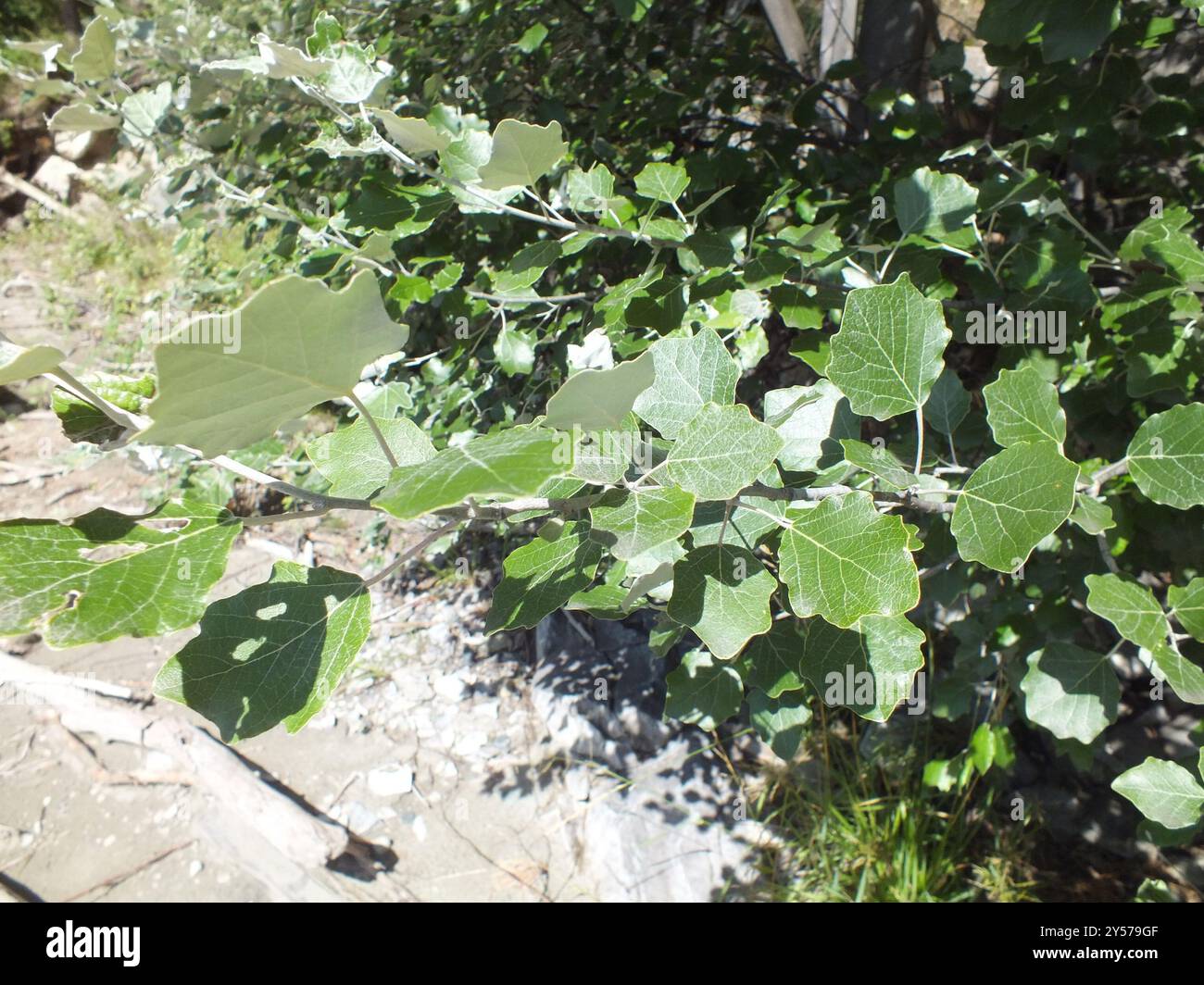 white poplar (Populus alba) Plantae Stock Photo - Alamy