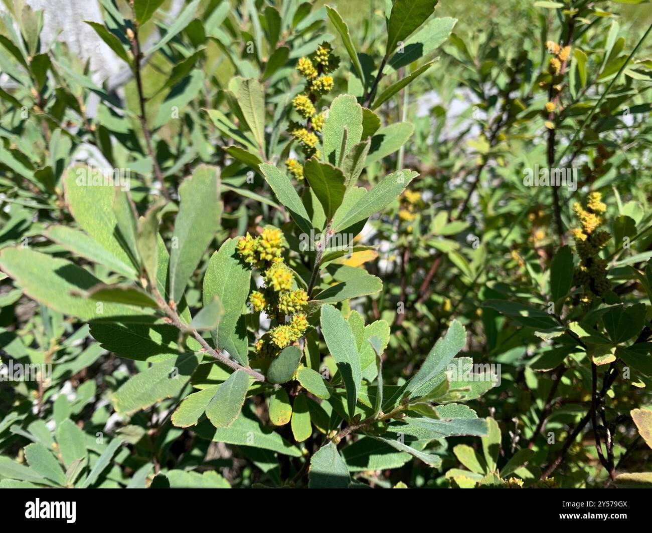 bog myrtle (Myrica gale) Plantae Stock Photo - Alamy