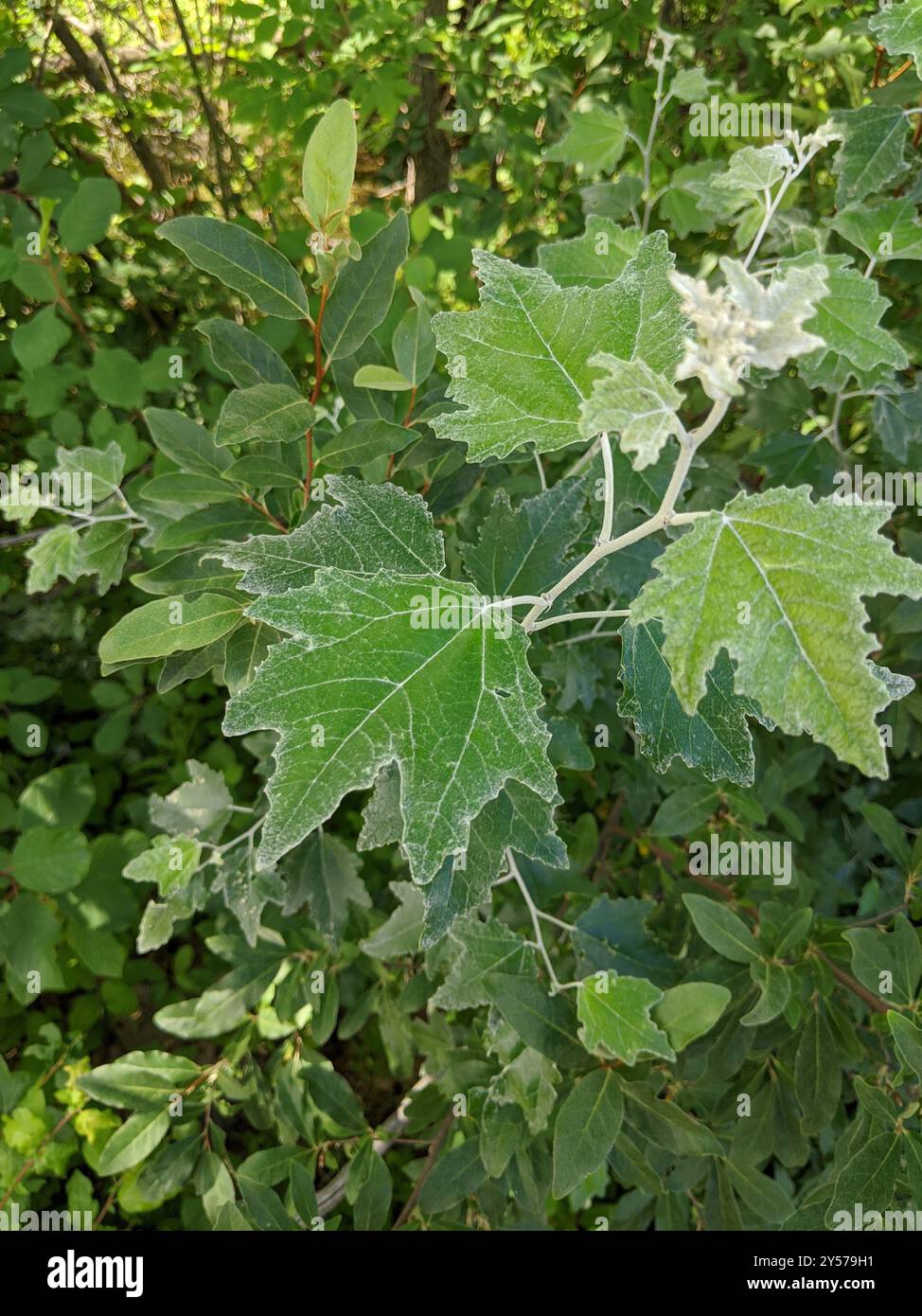 white poplar (Populus alba) Plantae Stock Photo - Alamy