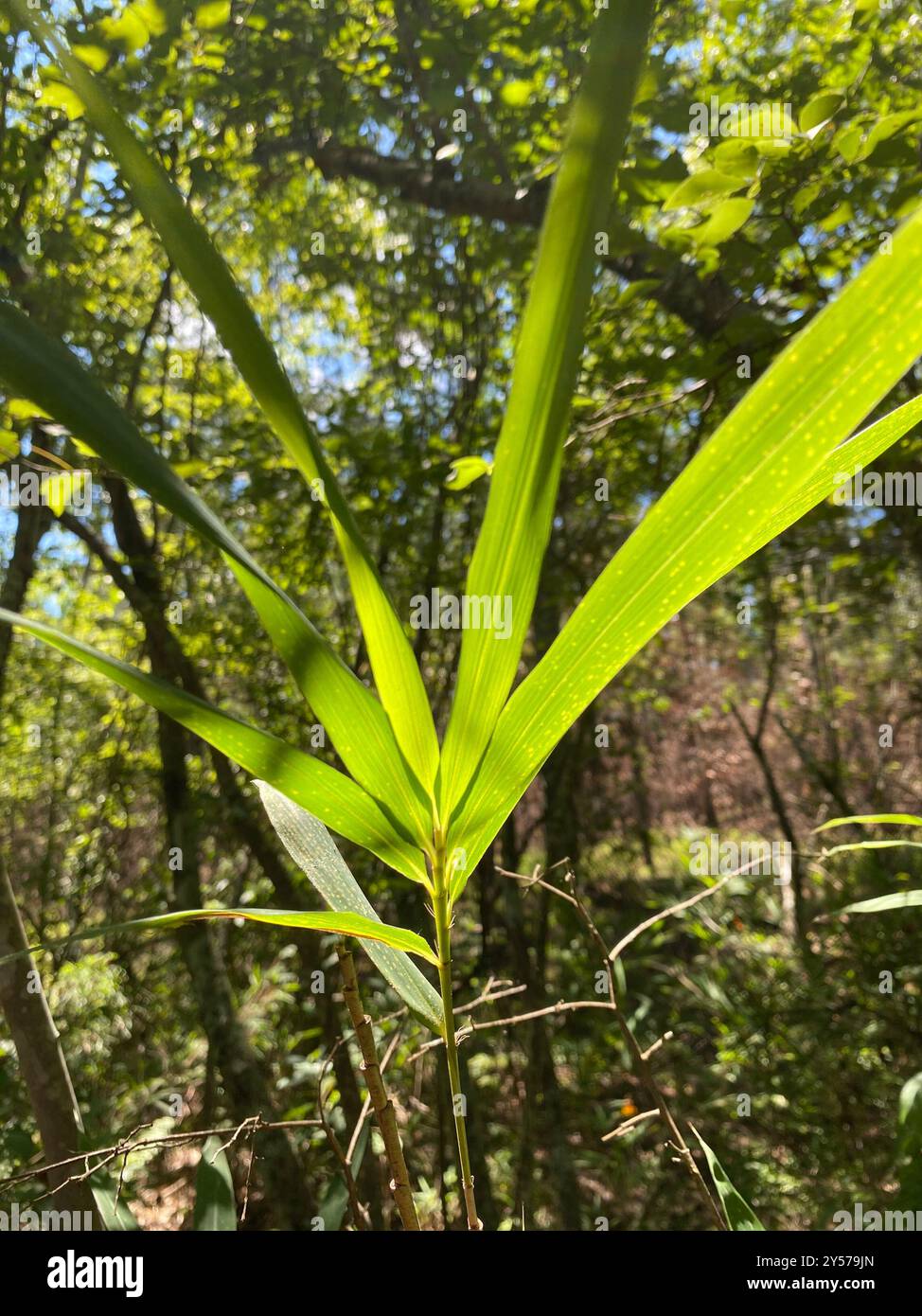 switch cane (Arundinaria tecta) Plantae Stock Photo - Alamy