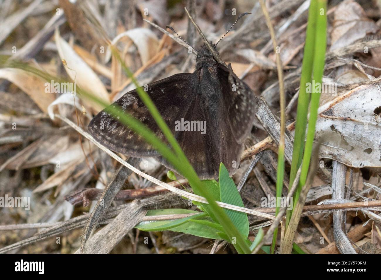 Wild Indigo Duskywing (Erynnis baptisiae) Insecta Stock Photo - Alamy